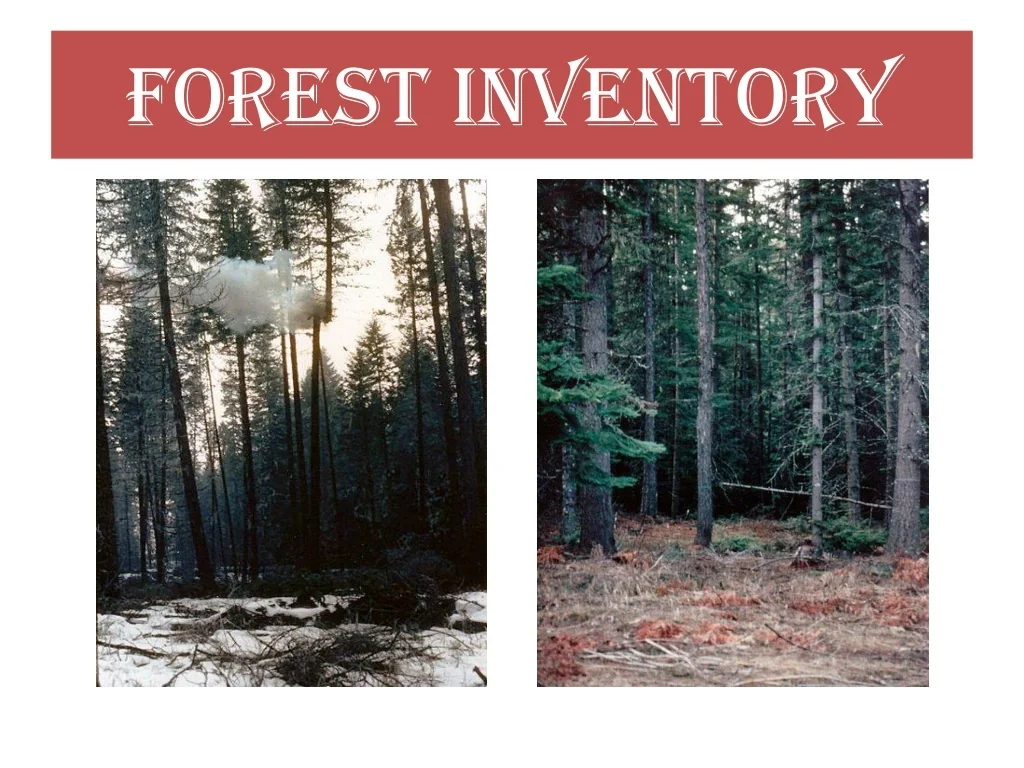 PPT - Forest Inventory PowerPoint Presentation, free download - ID:12187837