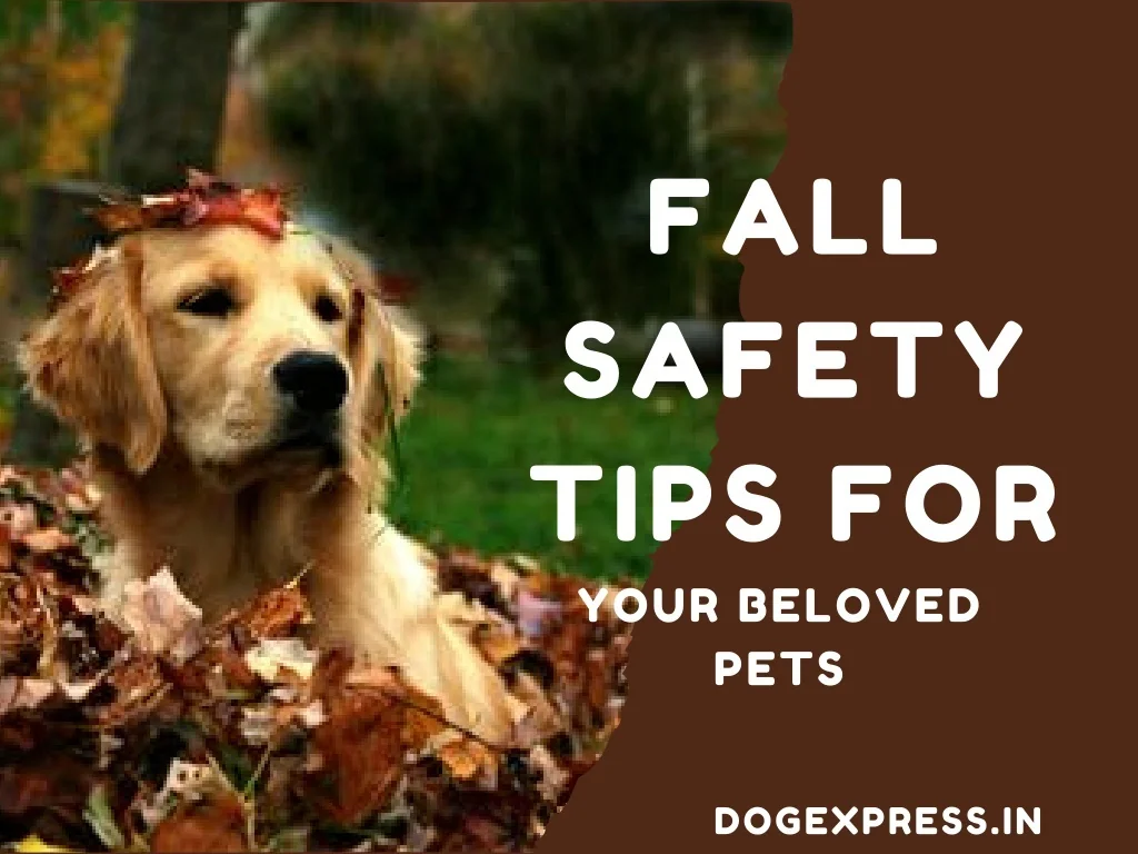 PPT - Fall Safety Tips for Your Beloved Pets PowerPoint Presentation ...