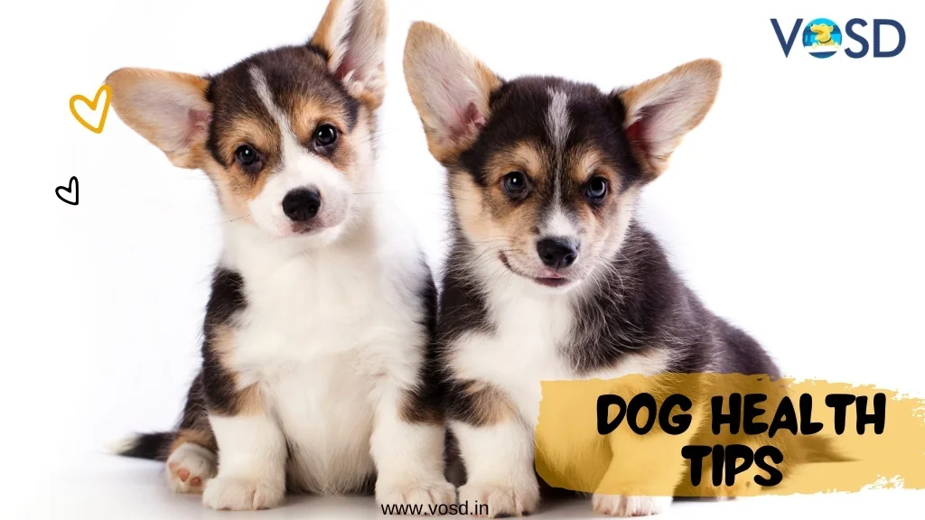 PPT - Dog Health Tips PowerPoint Presentation, free download - ID:12356261