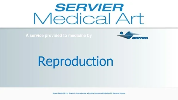 PPT - Reproduction kelas 9 PowerPoint Presentation, free download - ID:12442419