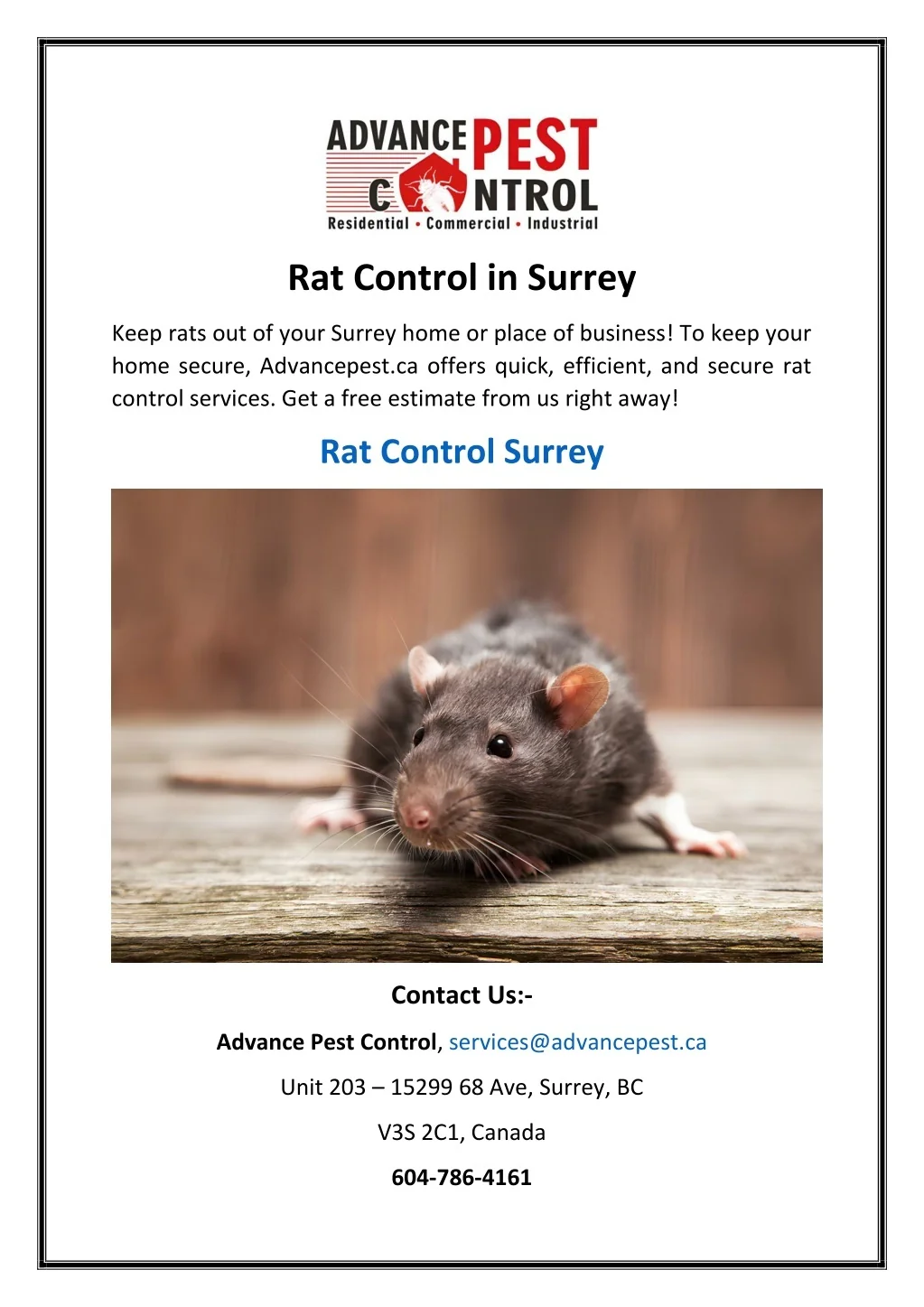 PPT - Rat Control in Surrey PowerPoint Presentation, free download - ID ...