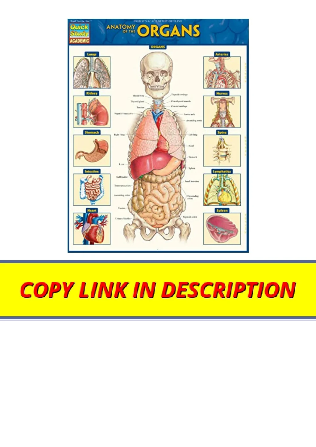 PPT - Kindle online PDF Anatomy of the Organs Quick Study Academic for ...
