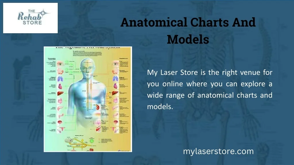PPT - Anatomical Charts And Models PowerPoint Presentation, free ...