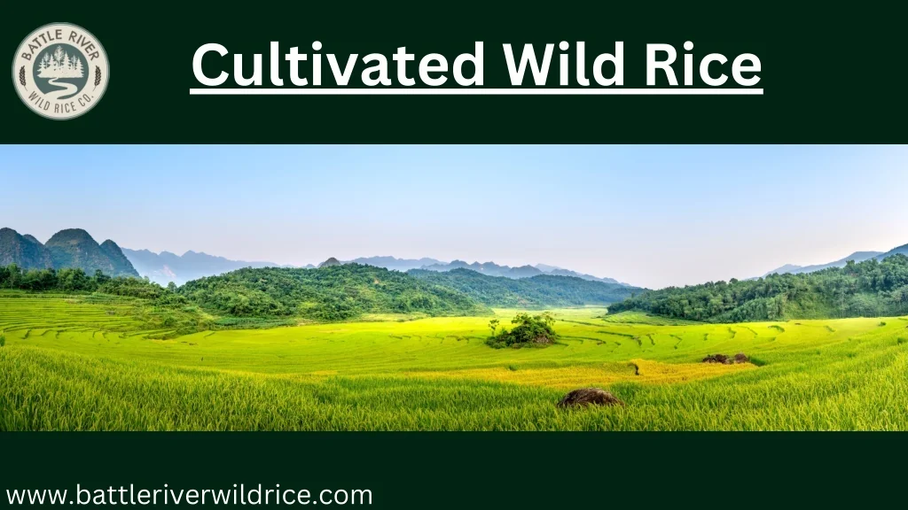 PPT - cultivate wild rice PowerPoint Presentation, free download - ID ...