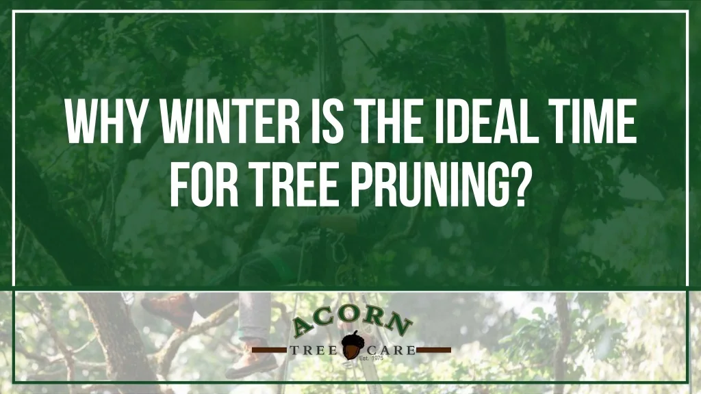 PPT - Unlock the Reasons Why Winter is Perfect for Tree Pruning ...