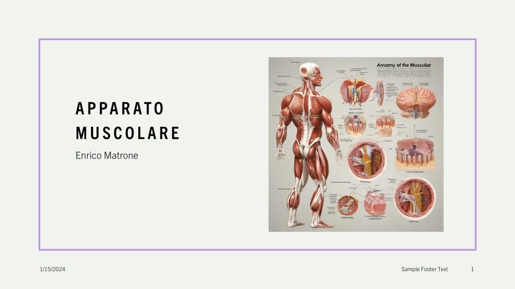 PPT - apparato_muscolare.pptx PowerPoint Presentation, free download ...
