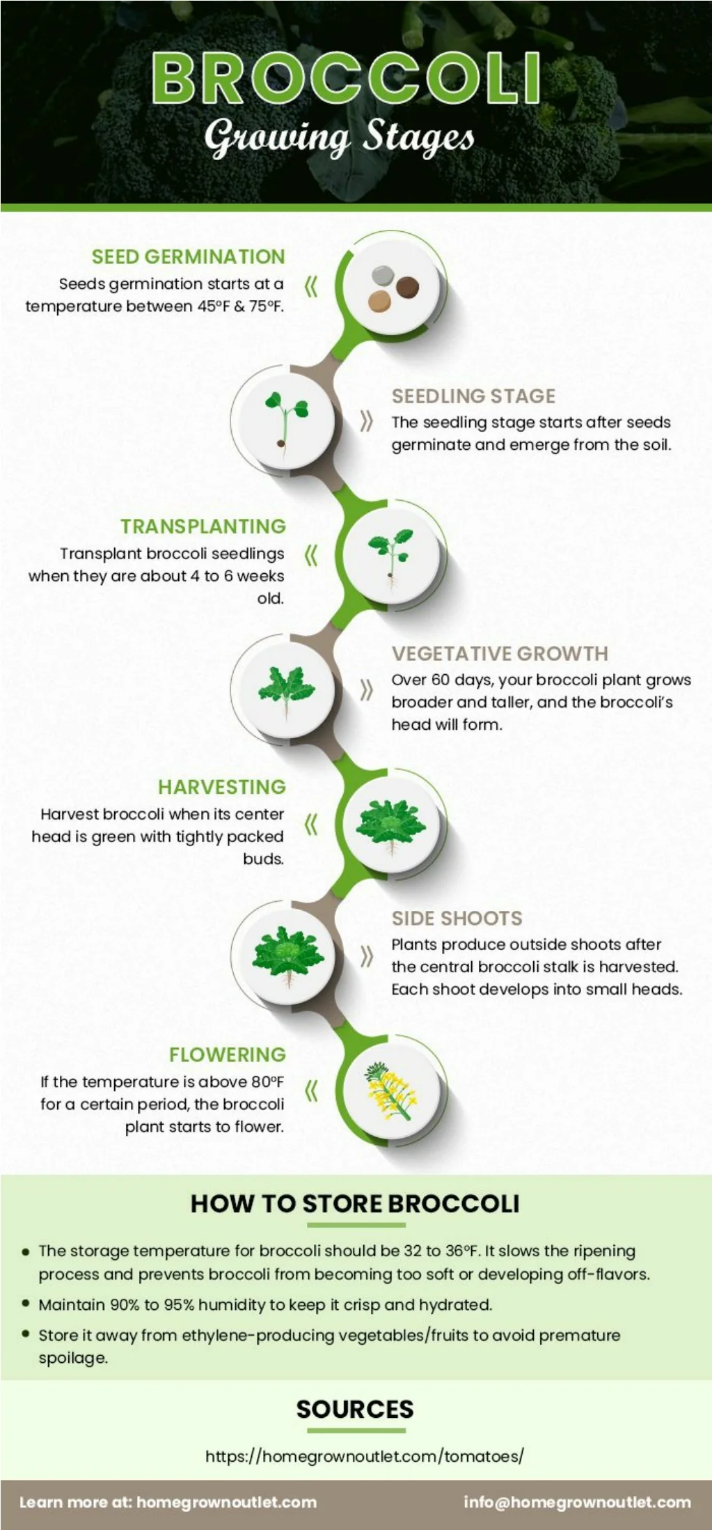PPT - Broccoli Plant Growing Stages PowerPoint Presentation, free ...
