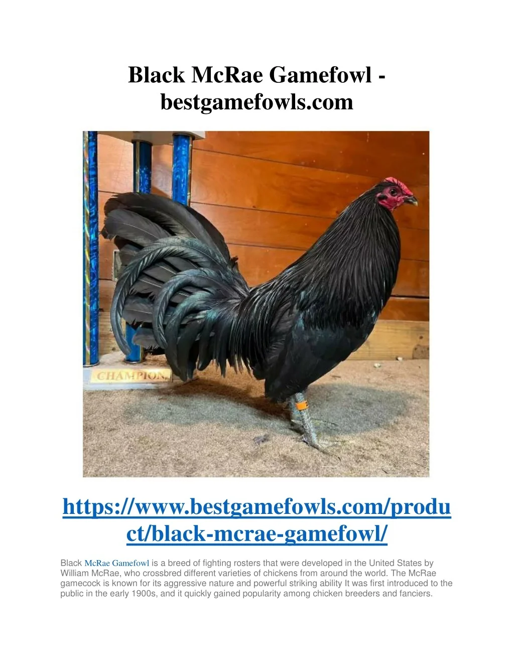 PPT - Black McRae Gamefowl - bestgamefowls.com PowerPoint Presentation ...