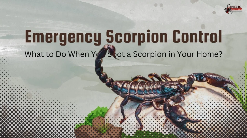 PPT - Emergency Scorpion Control What to Do When You Spot a Scorpion in ...