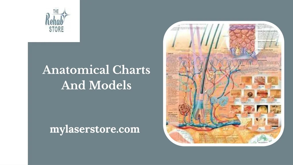 PPT - Anatomical Charts And Models PowerPoint Presentation, free ...