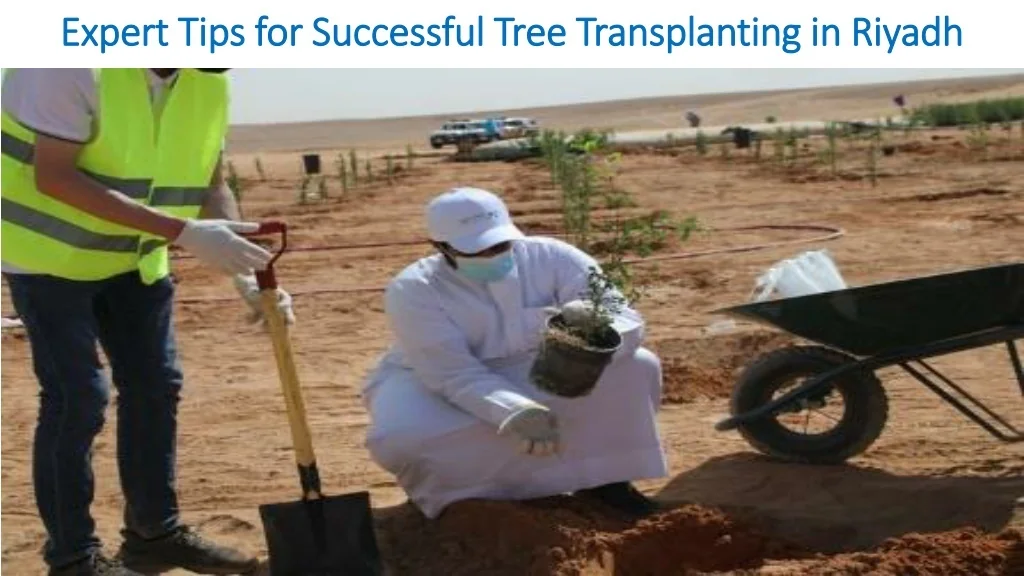 PPT - Expert Tips for Successful Tree Transplanting in Riyadh ...