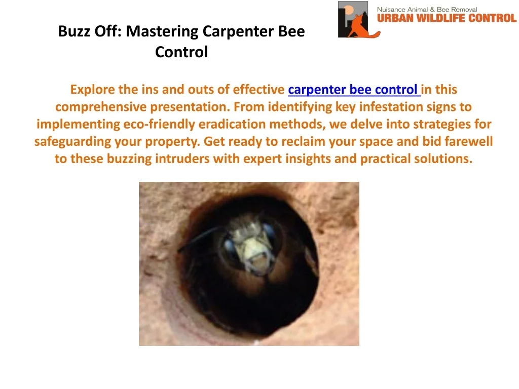PPT - Mastering Carpenter Bee Control: Strategies and Solutions ...