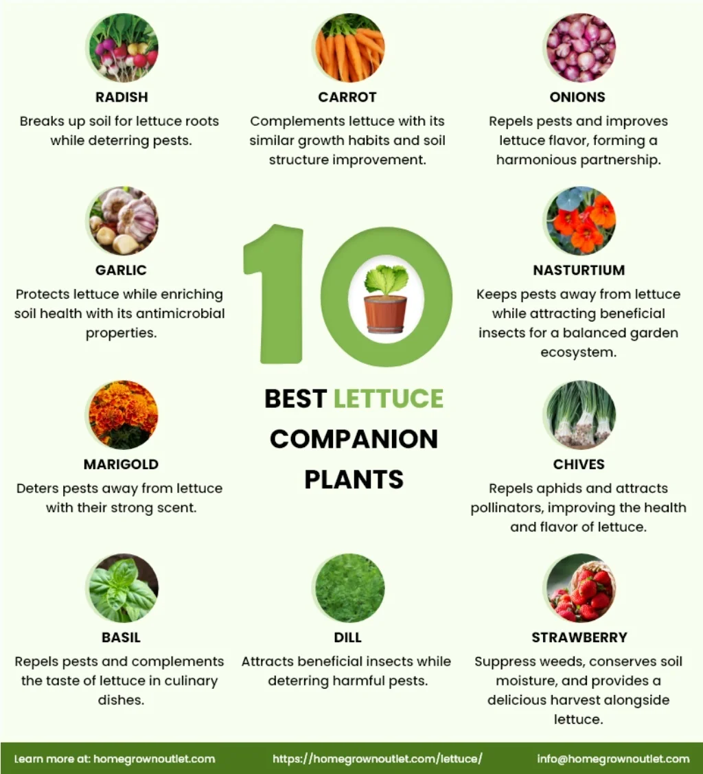 PPT - Lettuce Companion Plants PowerPoint Presentation, free download ...
