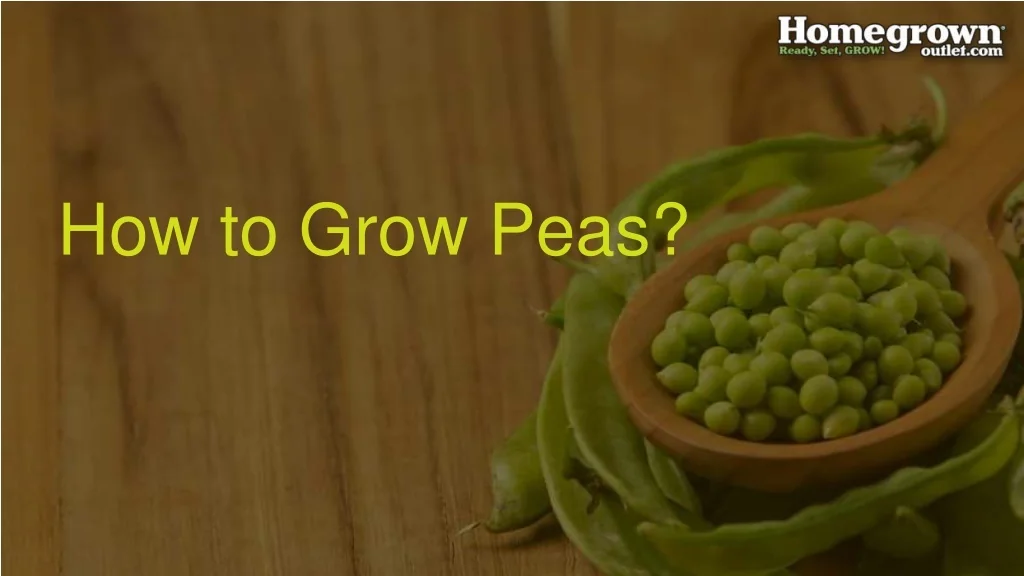 PPT - How to Grow Peas? PowerPoint Presentation, free download - ID ...
