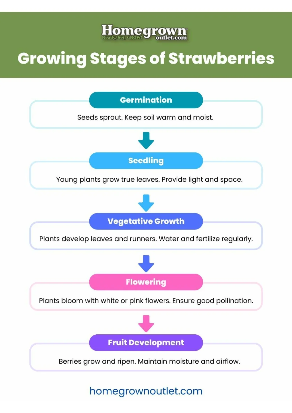 PPT - strawberry growing stages PowerPoint Presentation, free download ...