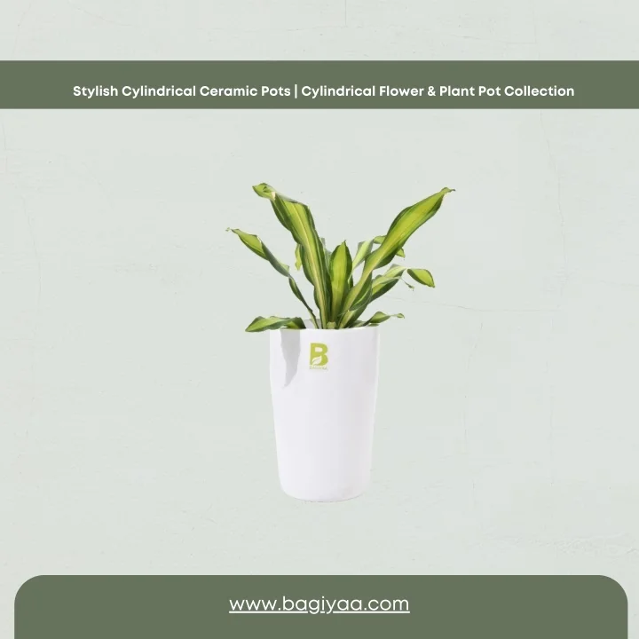 PPT - Stylish Cylindrical Ceramic Pots Cylindrical Flower & Plant Pot ...