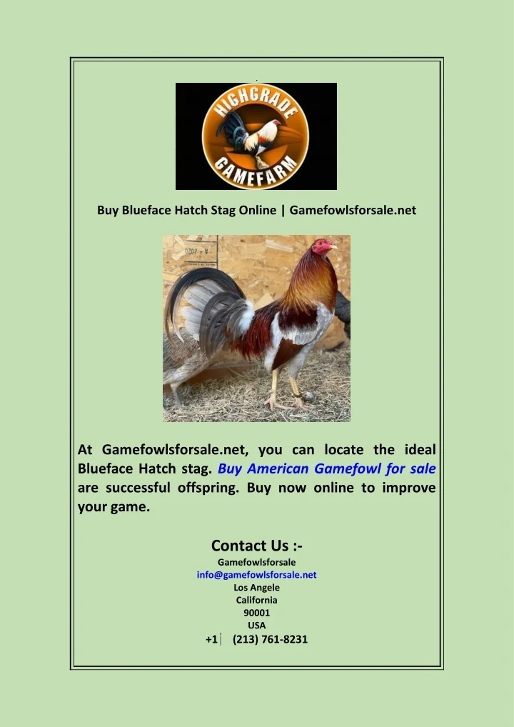 PPT - Buy Blueface Hatch Stag Online Gamefowlsforsale net PowerPoint ...