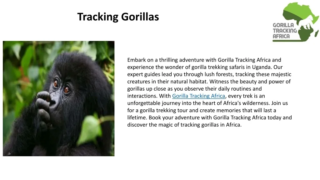 PPT - Tracking Gorillas PowerPoint Presentation, free download - ID ...