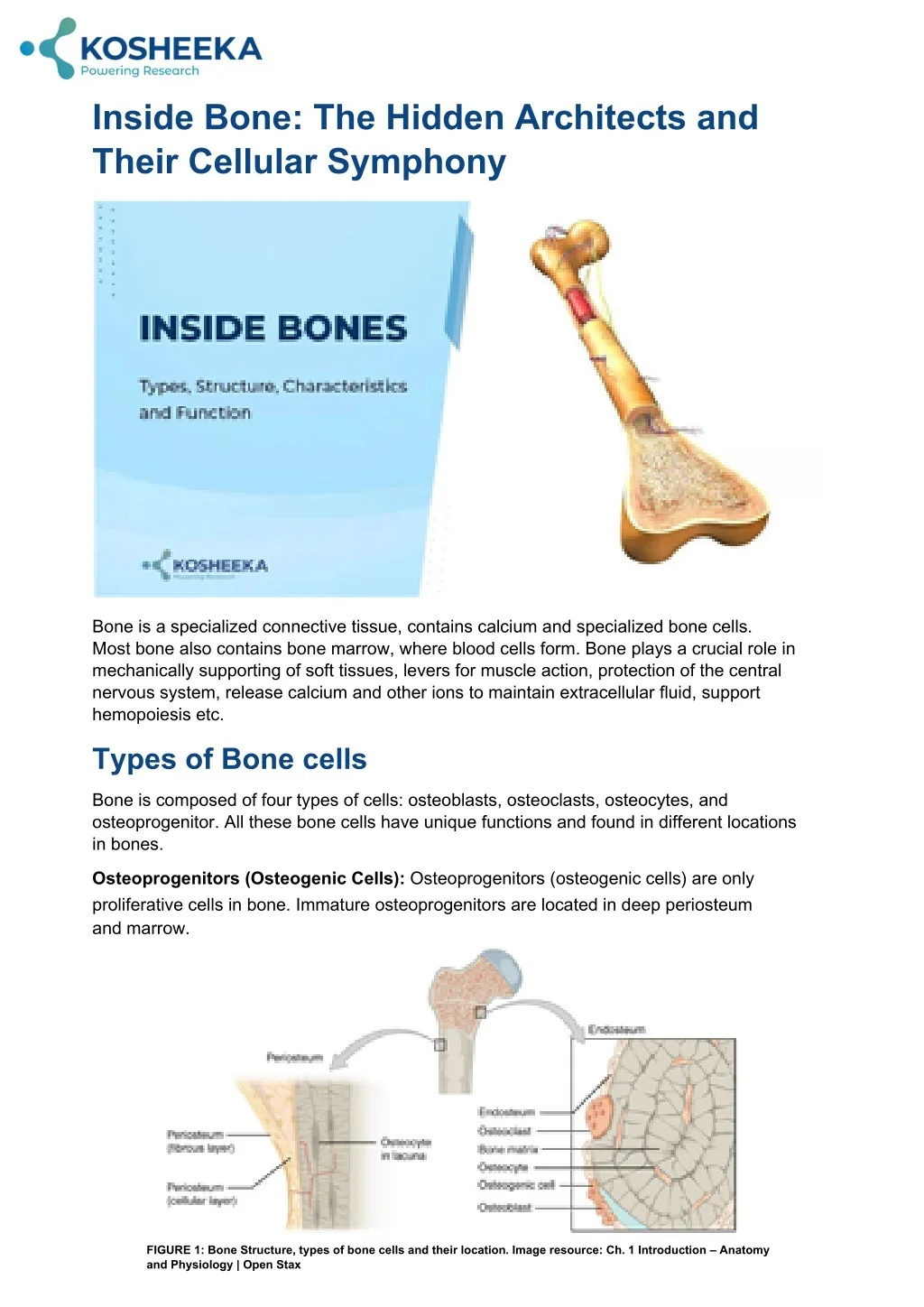 PPT - Inside Bone: The Hidden Architects and Their Cellular Symphony ...