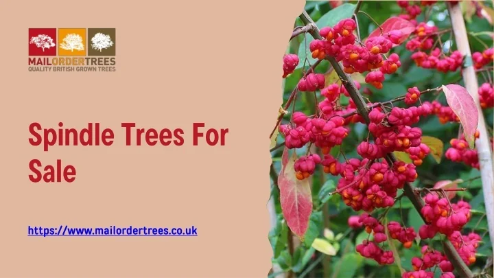 PPT - Spindle Trees for Sale - www.mailordertrees.co.uk PowerPoint ...