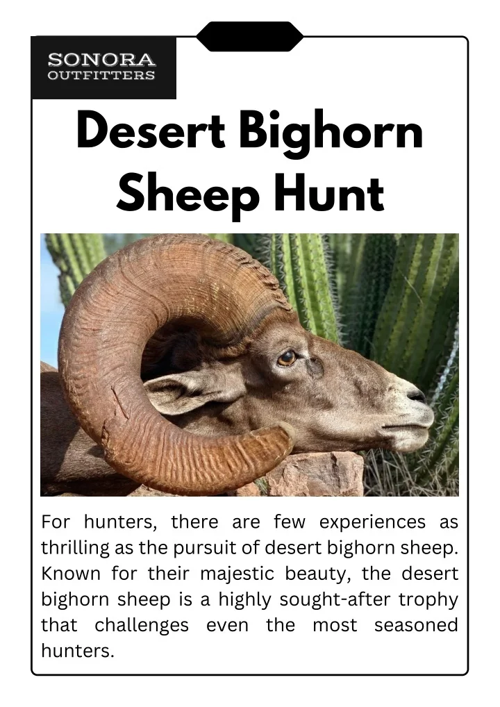 PPT - Embark on a Thrilling Desert Bighorn Sheep Hunt in Sonora ...