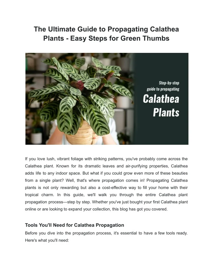 PPT - The Ultimate Guide to Propagating Calathea Plants - Easy Steps ...